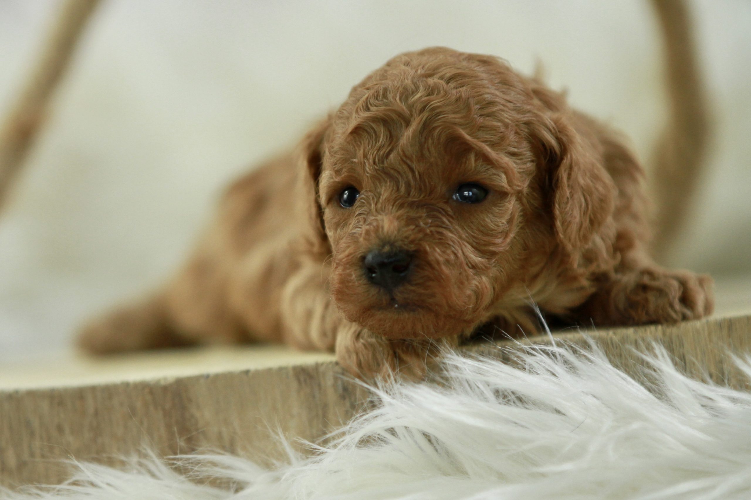 Lightlife - Toy Pudel